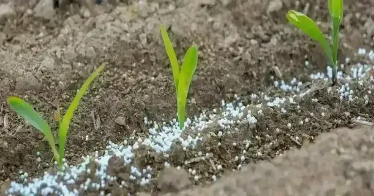 Fertilizer offtake jumps 14% YoY in November 2025